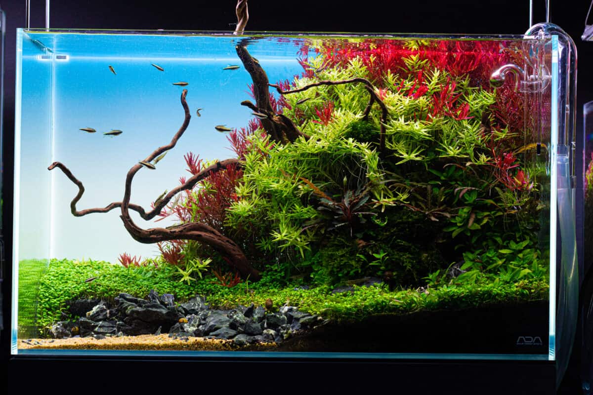 ADA LIGHT SCREEN 60 | Red Leaf Aquascaping