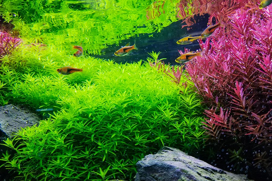 Contact us | Red Leaf Aquascaping